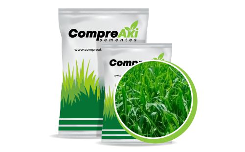 Panicum Maximum Híbrido cv. BRS Quênia – CompreAki Sementes